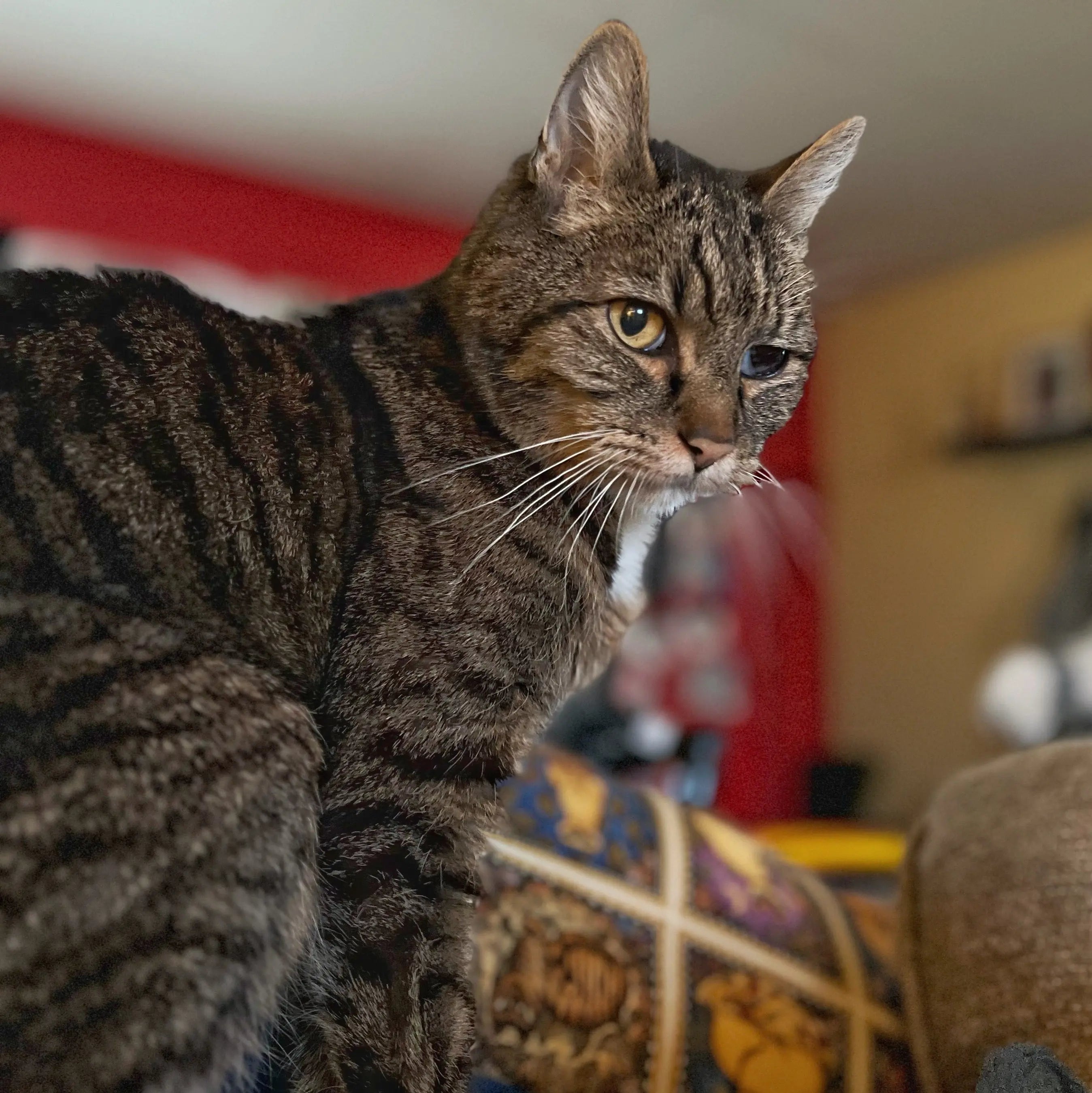 Plaid Friday, Small Business Saturday, and the Indie Giftalong - Yarn Folk